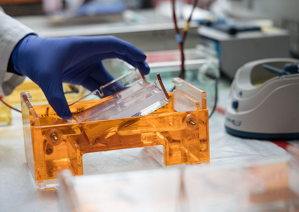 Our Research | Luis Martinez-Sobrido Lab