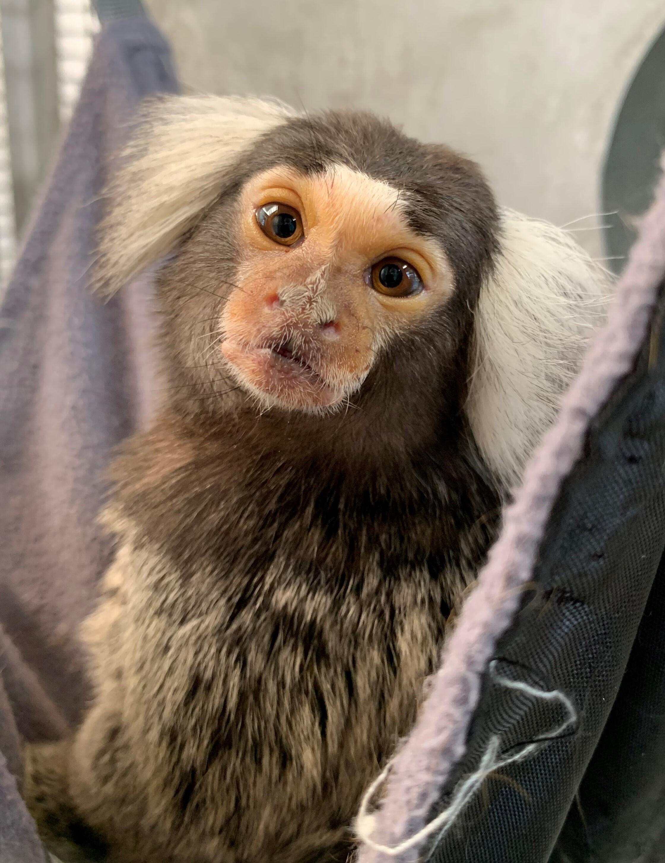 RESEARCH | Ross Laboratory