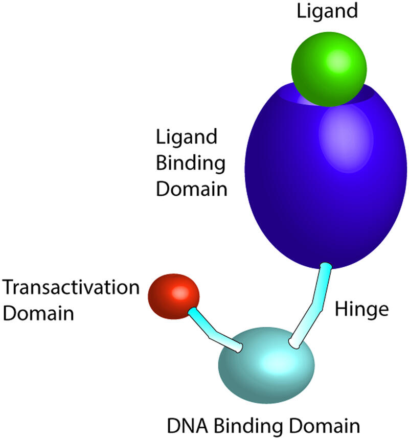 Nuclear Receptors | Schlesinger Lab